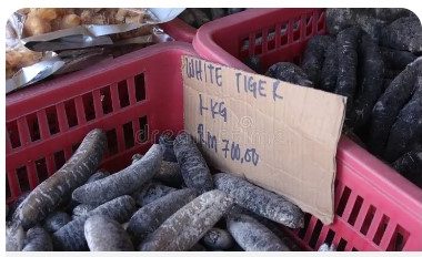 Mengenal Manfaat Gamat untuk Kesehatan, Hewan Laut yang Kaya Senyawa ...